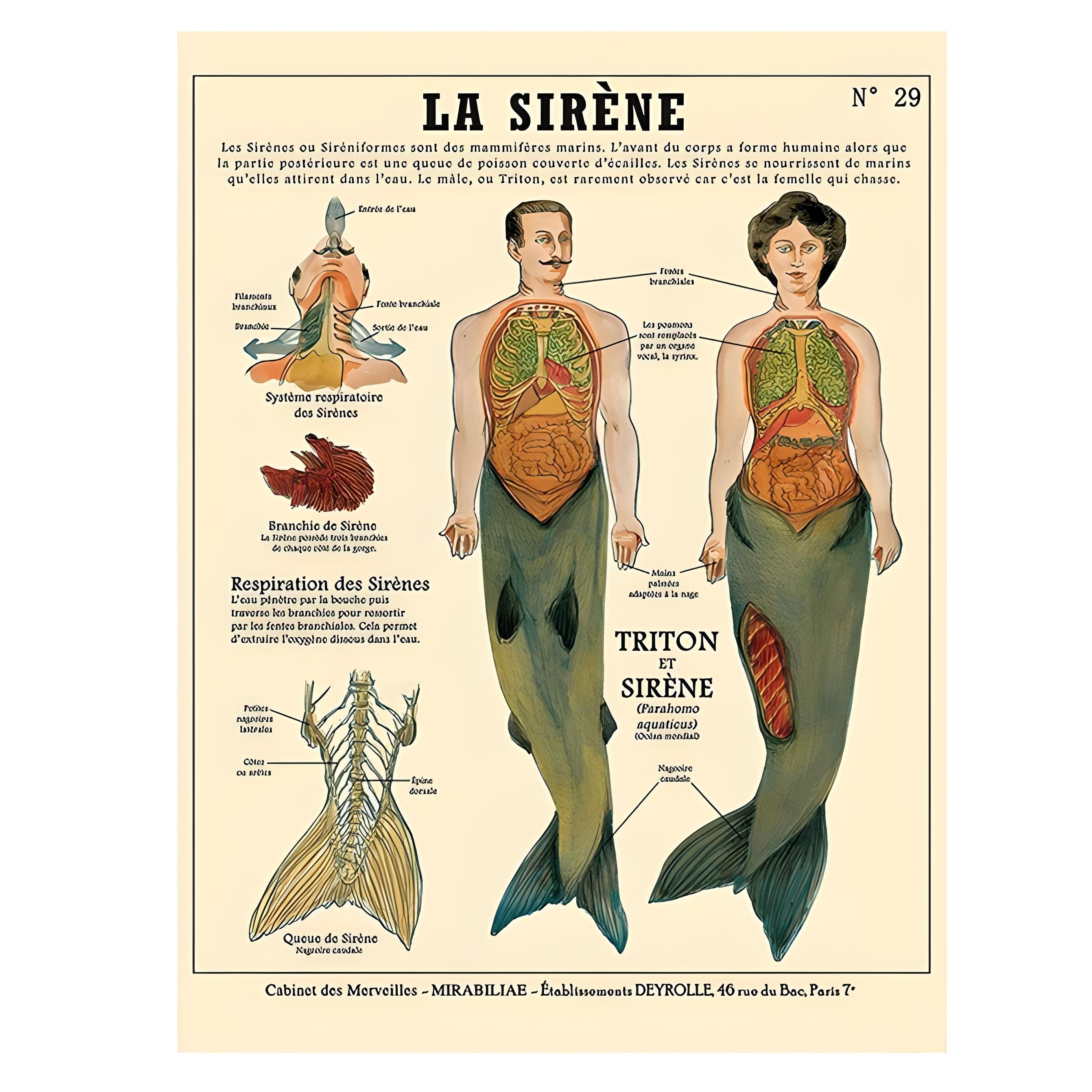 Anatomy of Mythical Creatures Poster – Fewart
